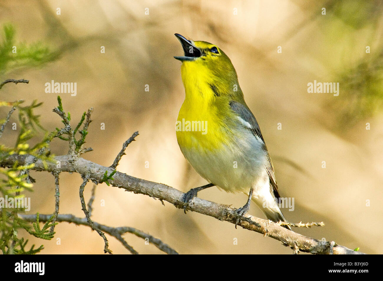 Yellow Throated Vireo High Resolution Stock Photography and Images - Alamy