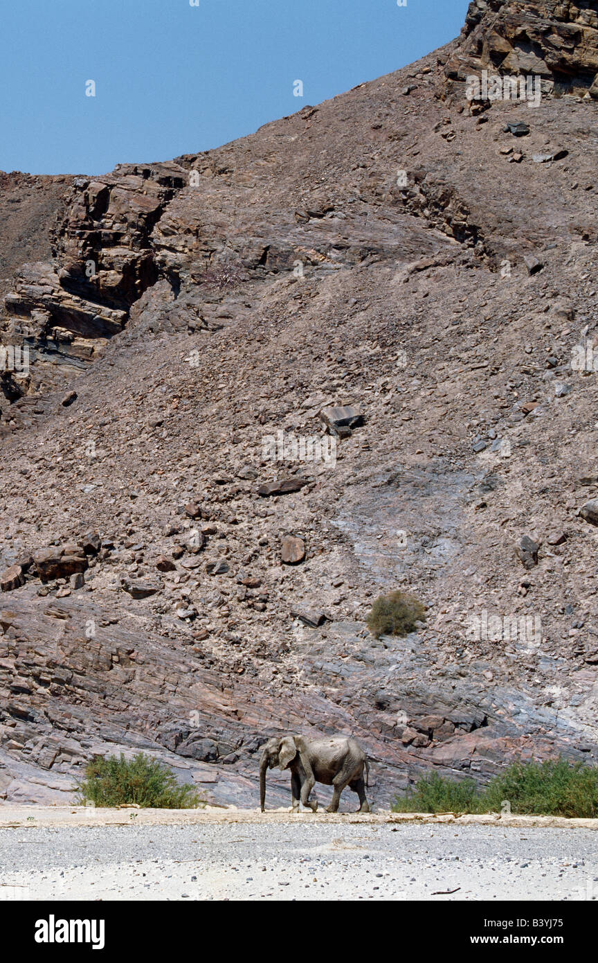 Namibia, Skeleton Coast, Hoarusib River. Desert' elephants water at the ...
