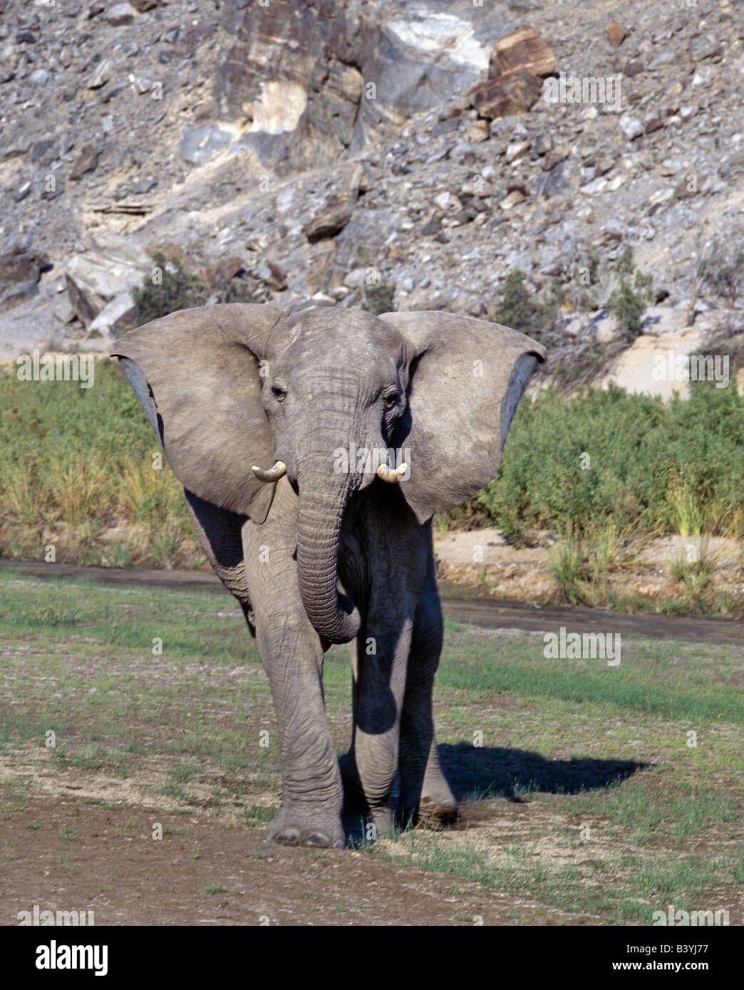 Namibia, Skeleton Coast, Hoarusib River. Desert' elephants water at the ...