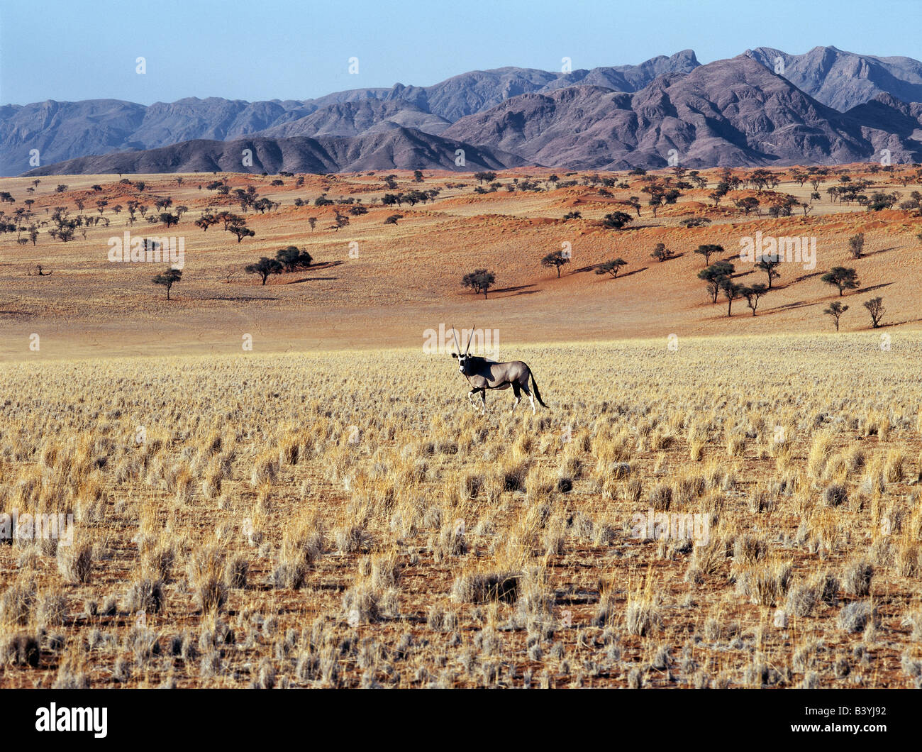 Namibia, Namib Desert, Wolwedans . A Southern oryx, or Gemsbok, crosses ...