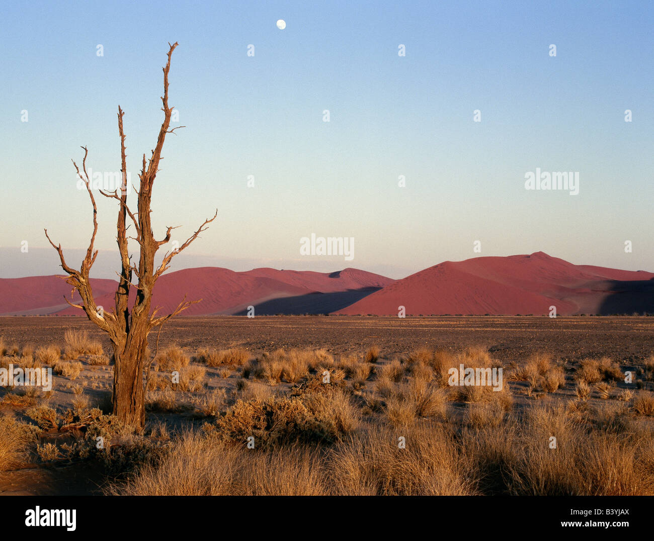 Namibia, Namib Desert, Sesriem. Full moon over the dunes at Sesriem in ...
