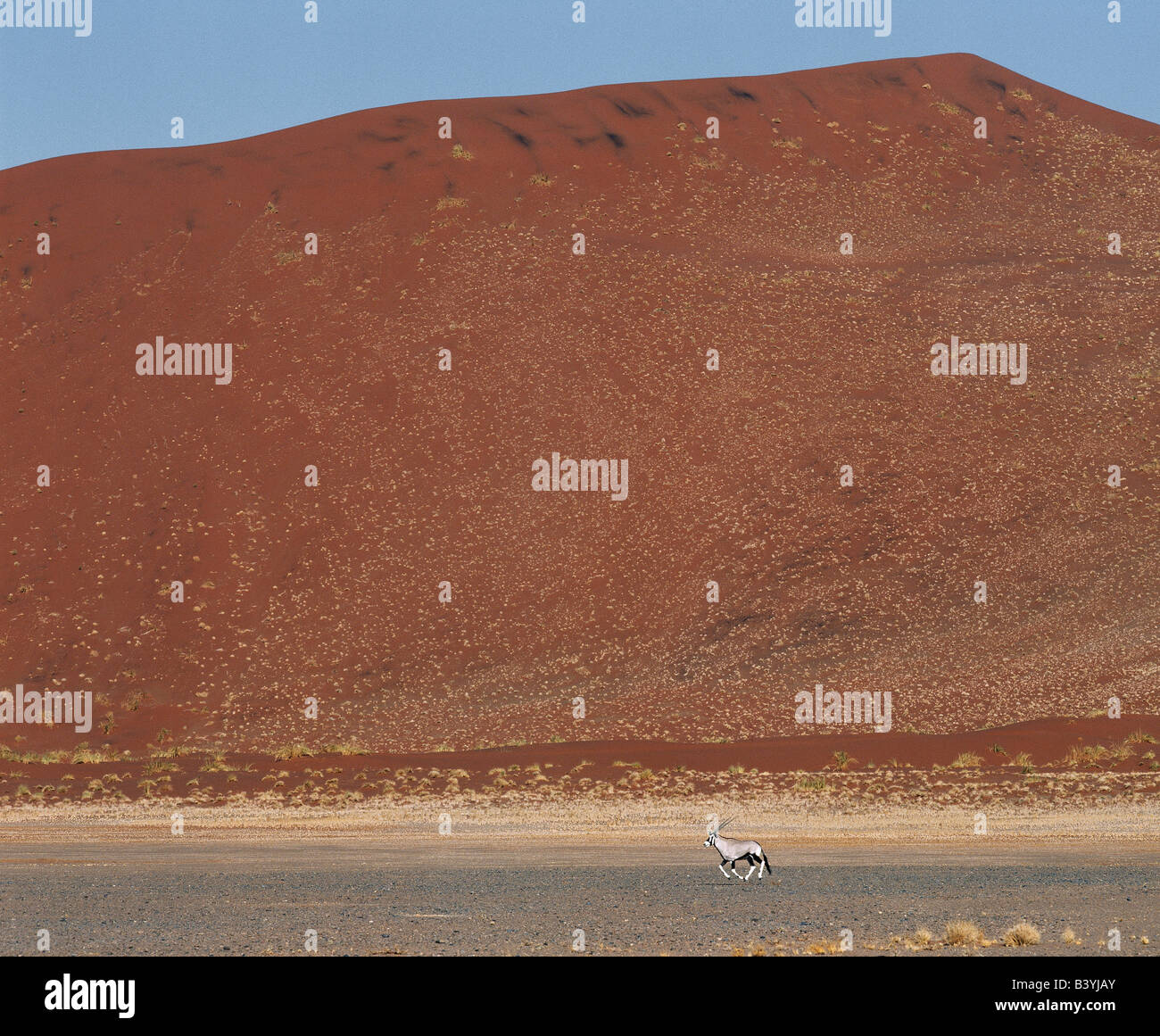 Namibia, Namib Desert, Sesriem. A Southern oryx, or Gemsbok, runs ...