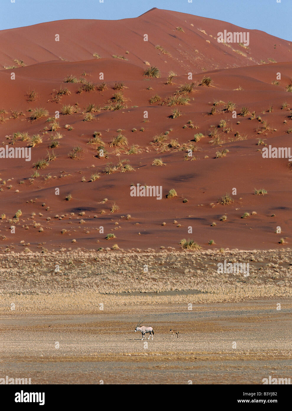 Namibia, Namib Desert, Sesriem. A Southern oryx, or Gemsbok, and its ...