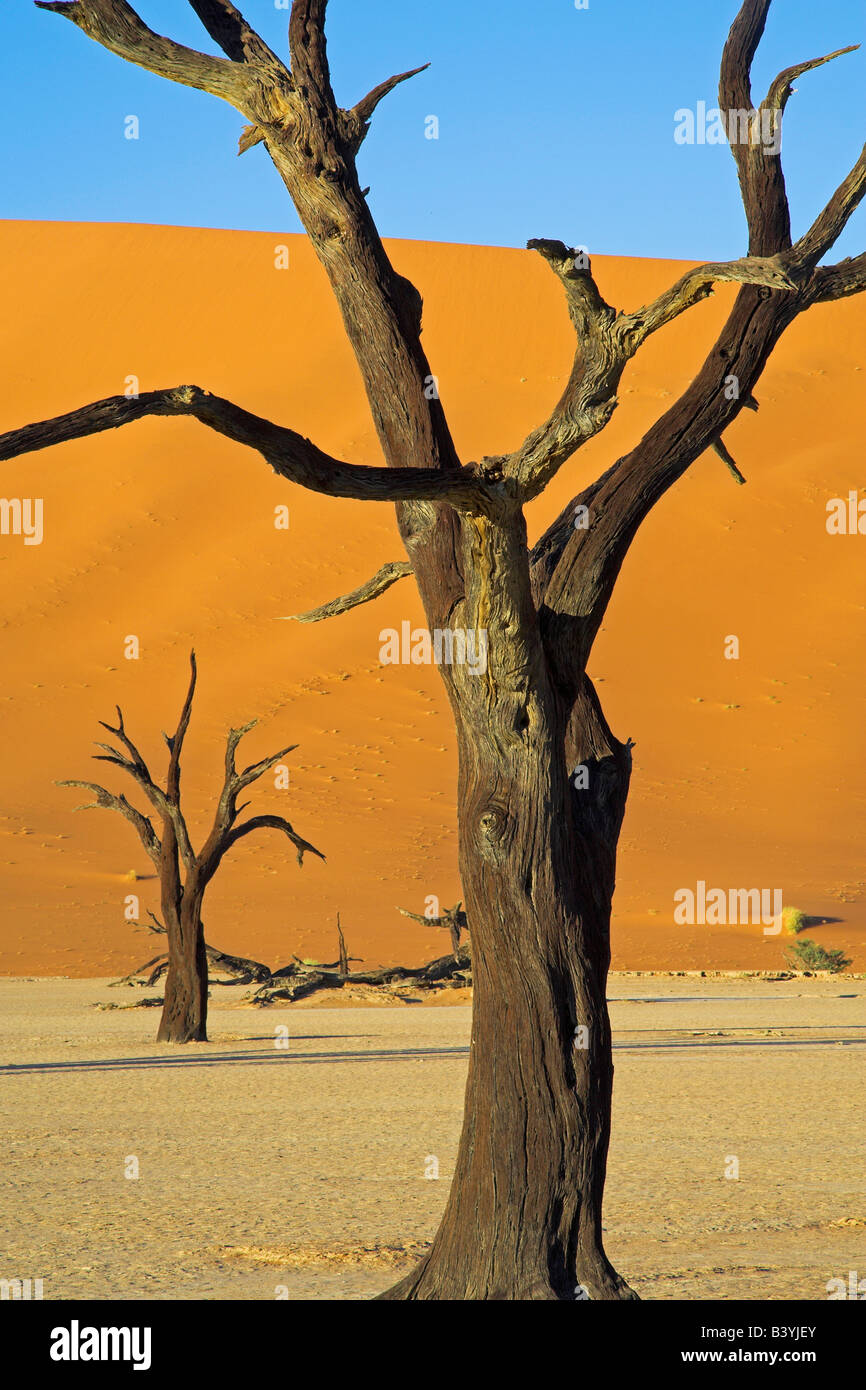 Blackened camelthorn trees in Dead Vlei, near Sossusvlei, Namibia Stock ...