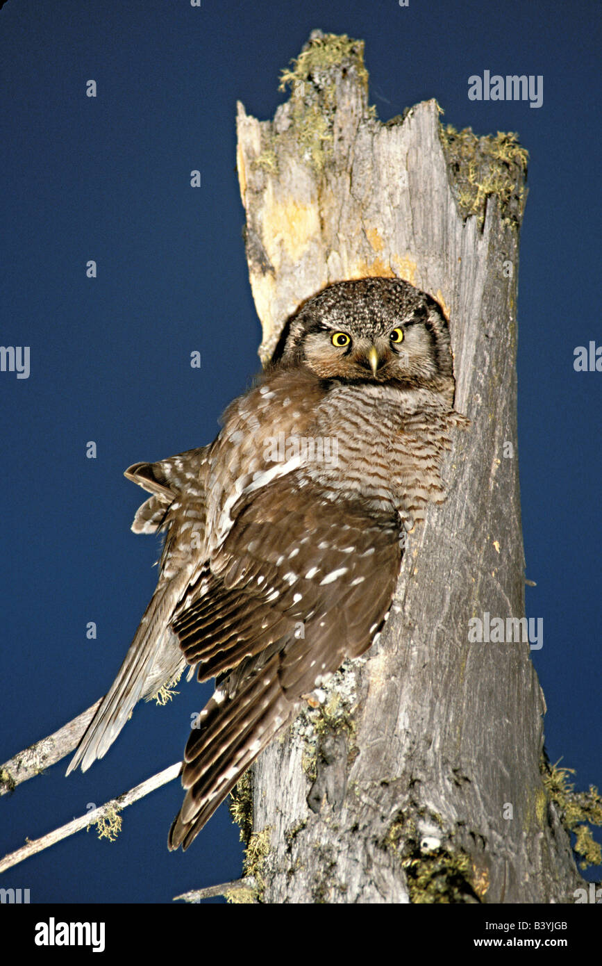 Northern Hawk-Owl Surnia ulula Stock Photo - Alamy