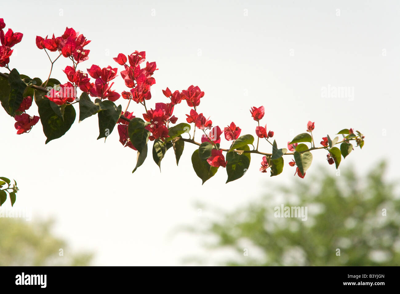 Bougainvillea bush Kafue Zambia Africa Stock Photo - Alamy