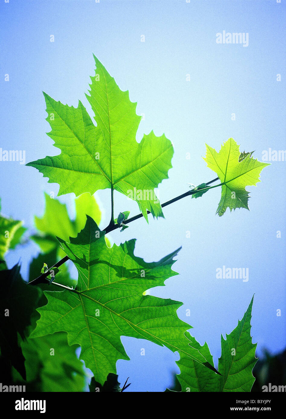 botany, Platanus, London Plane, (Platanus acerifolia), leaves, at ...