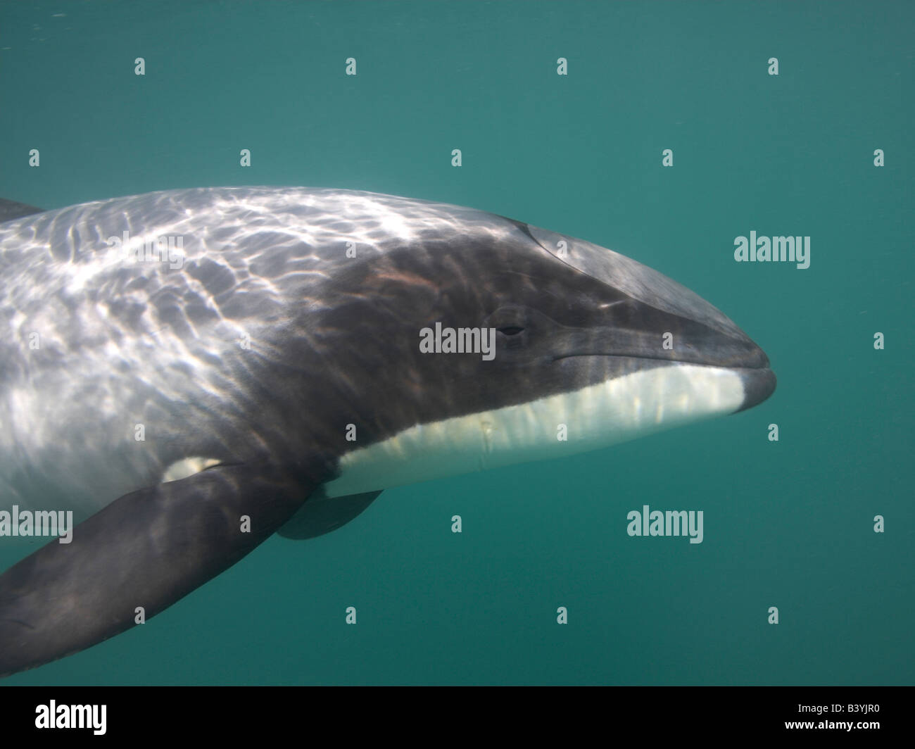 Hectors delfín hi-res stock photography and images - Alamy