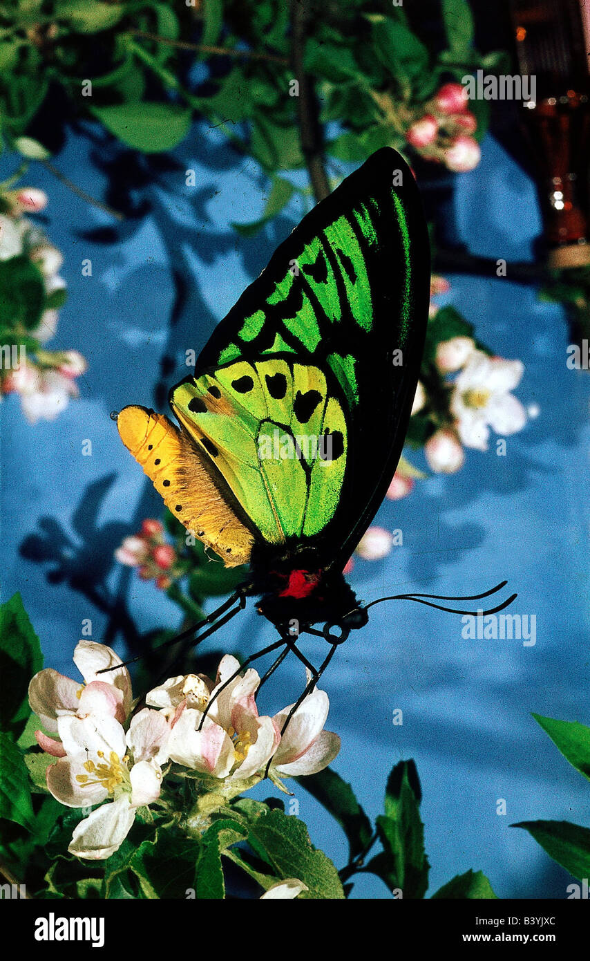 zoology / animals, insect, butterflies, D'Urville's Birdwing ...