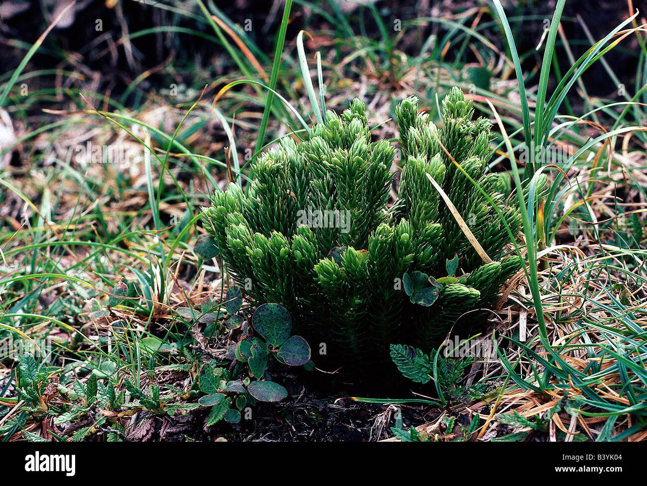 botany, ground pines, (Lycopodium), Fir clubmoss, (Huperzia selago), in ...