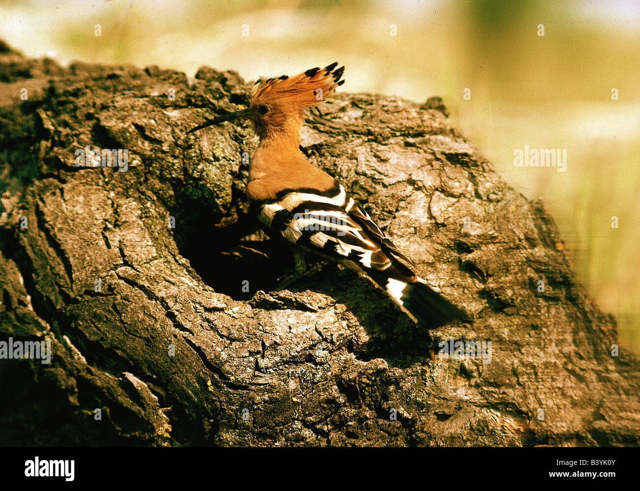 zoology / animals, avian / birds, Hoopoe, (Upupa epops), sitting at ...
