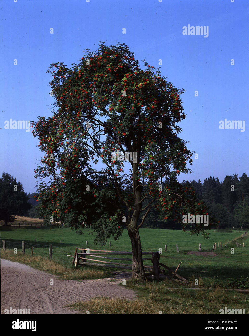 botany, Sorbus aucuparia, Rowan, Mountain Ash, tree, Rosaceae ...