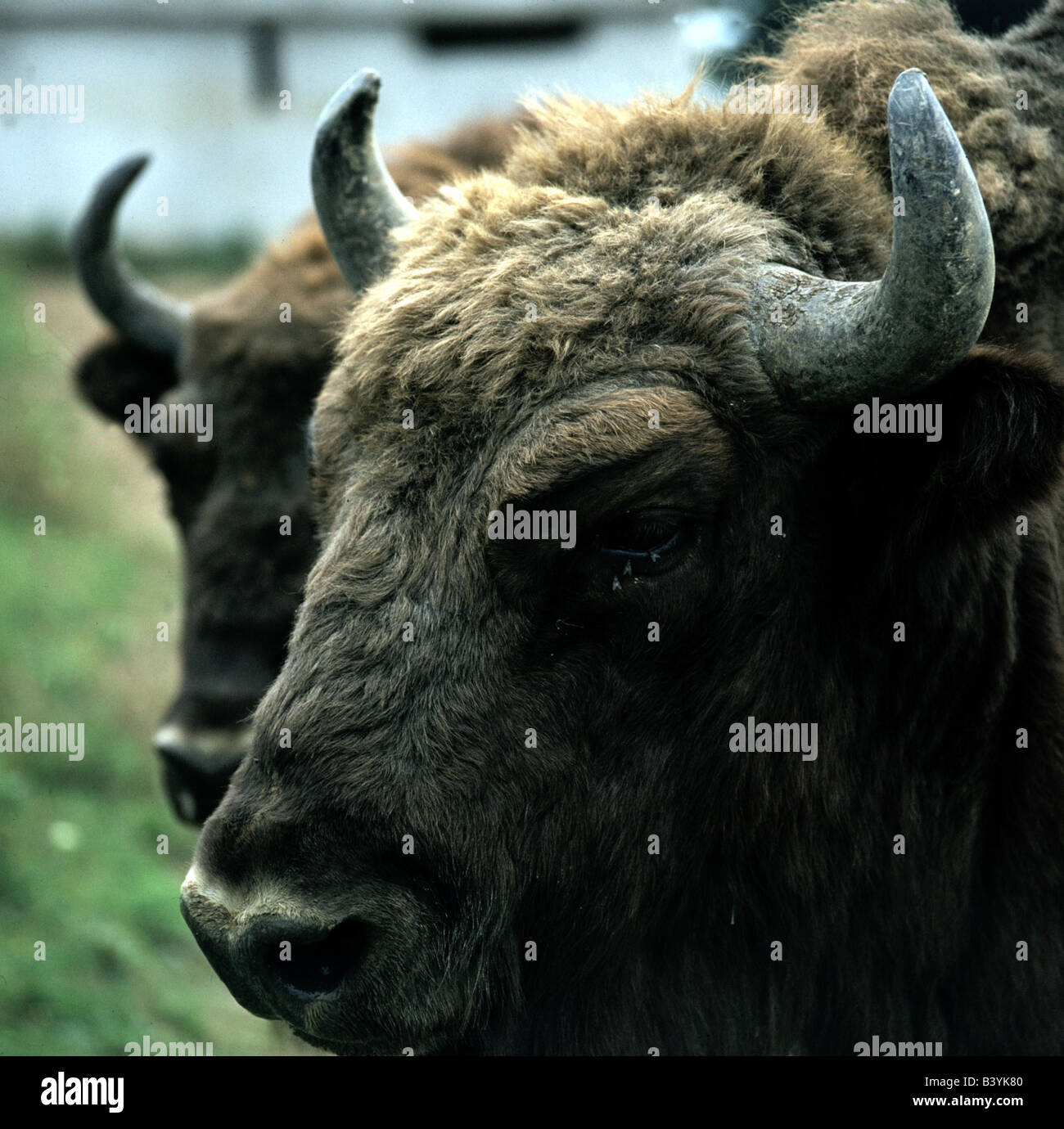 zoology / animals, mammal / mammalian, bisons, (Bison bison), head ...
