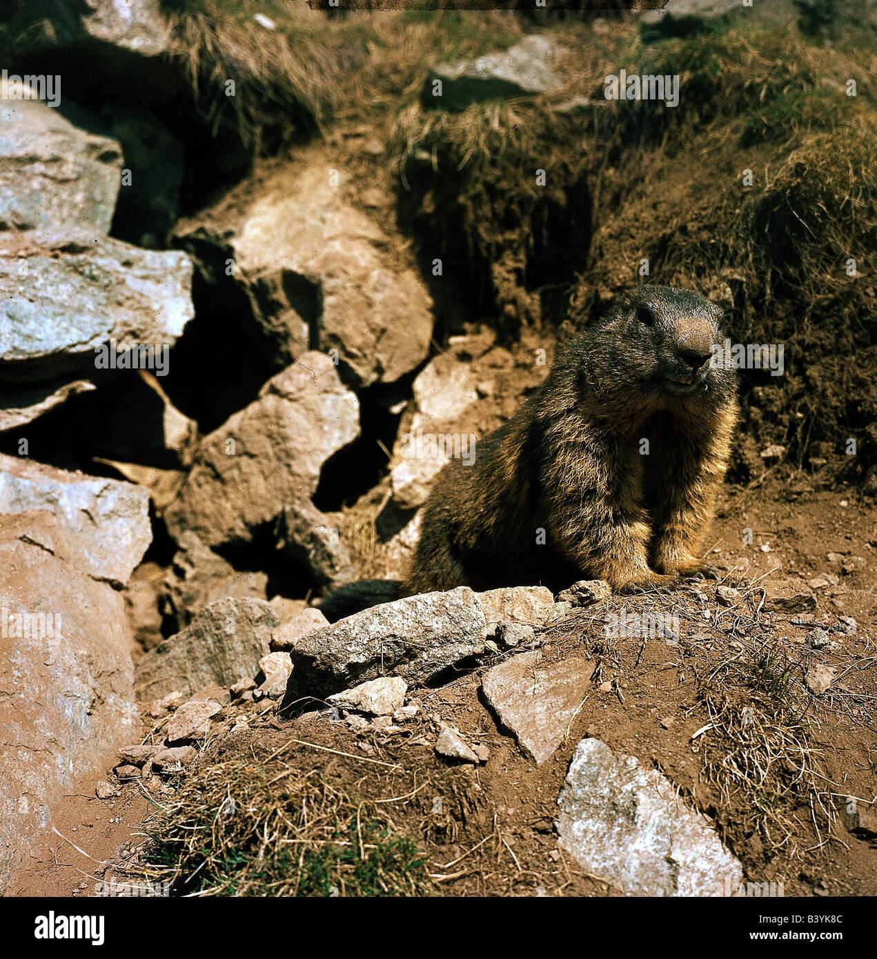 Animals in front of their den hi-res stock photography and images - Alamy