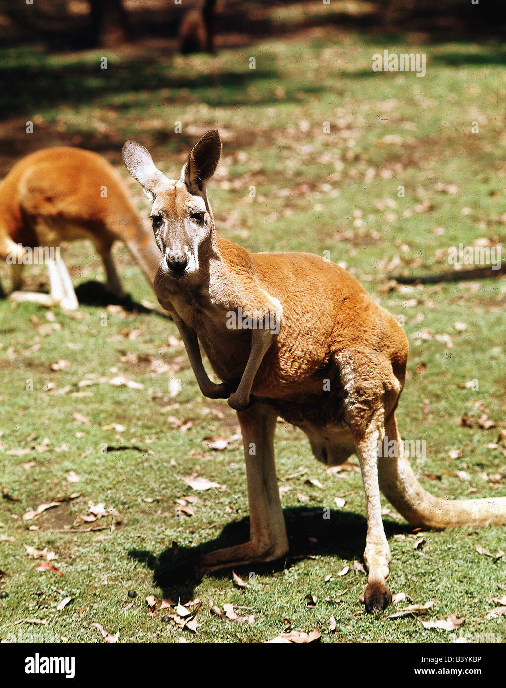Kangaroo distribution hi-res stock photography and images - Alamy