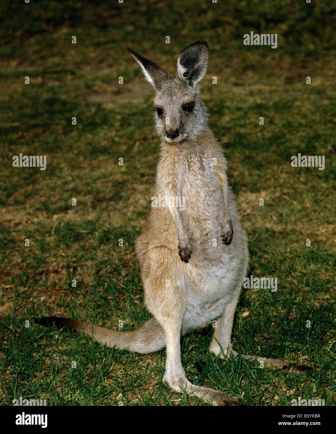 zoology / animals, mammal / mammalian, kangaroos, Eastern Grey Kangaroo ...