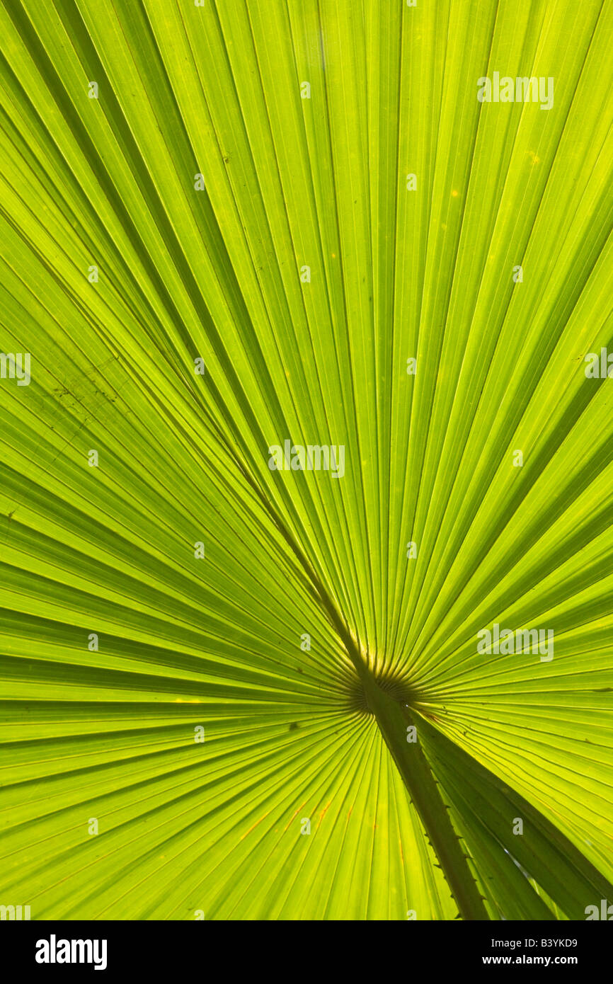 Anahaw hi-res stock photography and images - Alamy