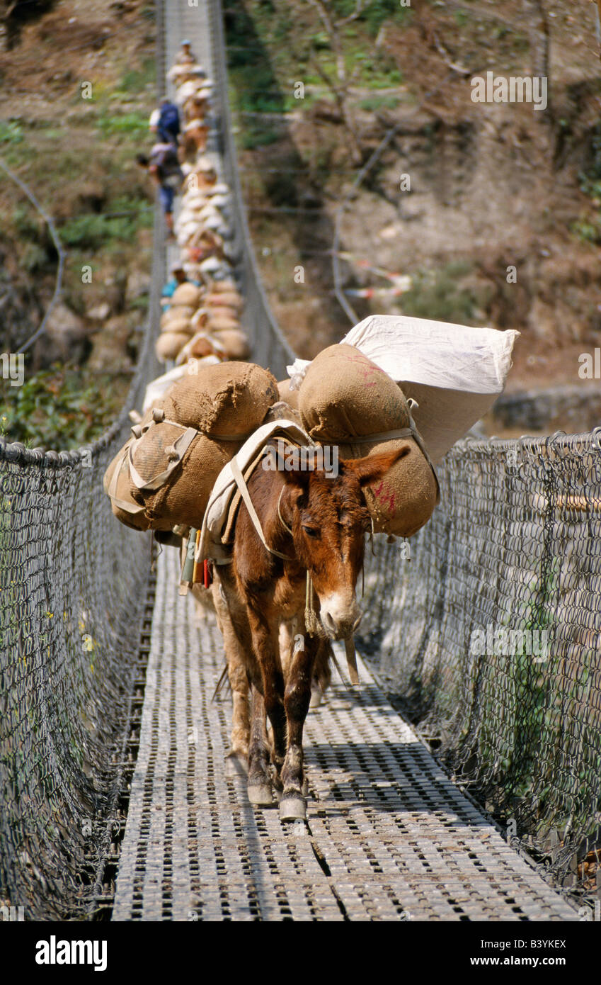 Nepal, Annapurna Region. Mule train crossing suspension bridge over ...