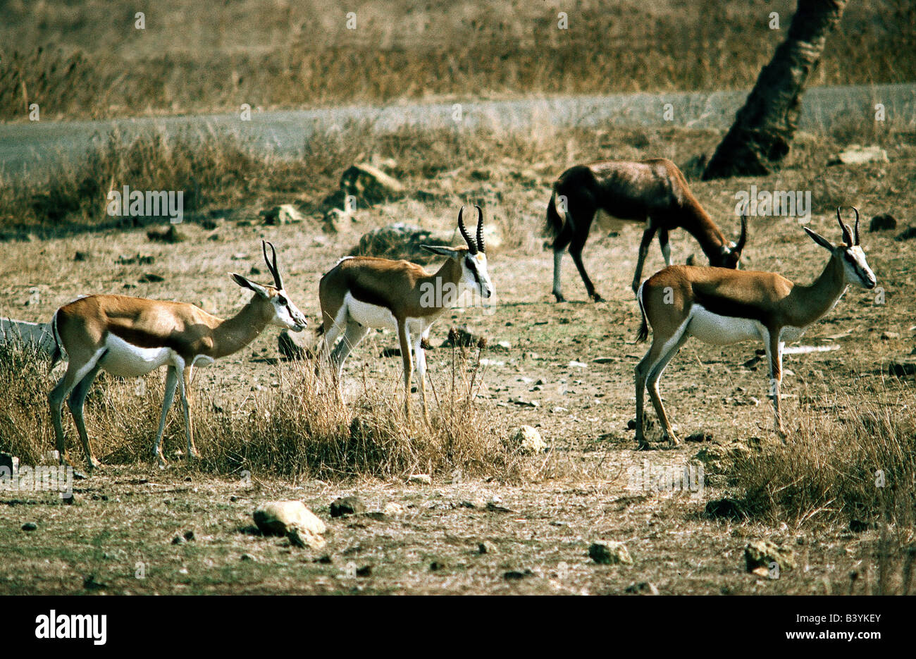 Four gazelles hi-res stock photography and images - Alamy