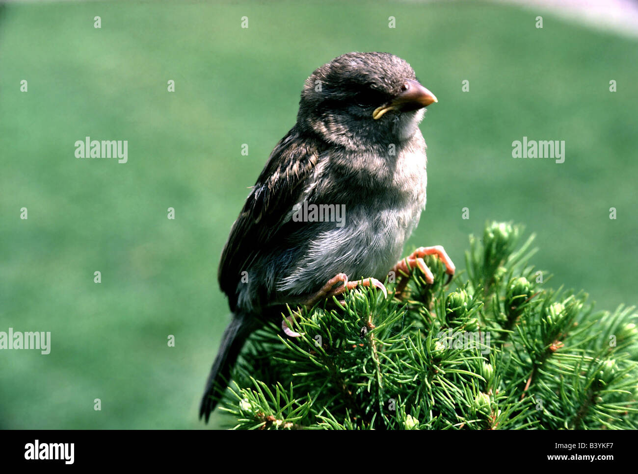 zoology / animals, avian / bird, Passeridae, House Sparrow (Passer ...