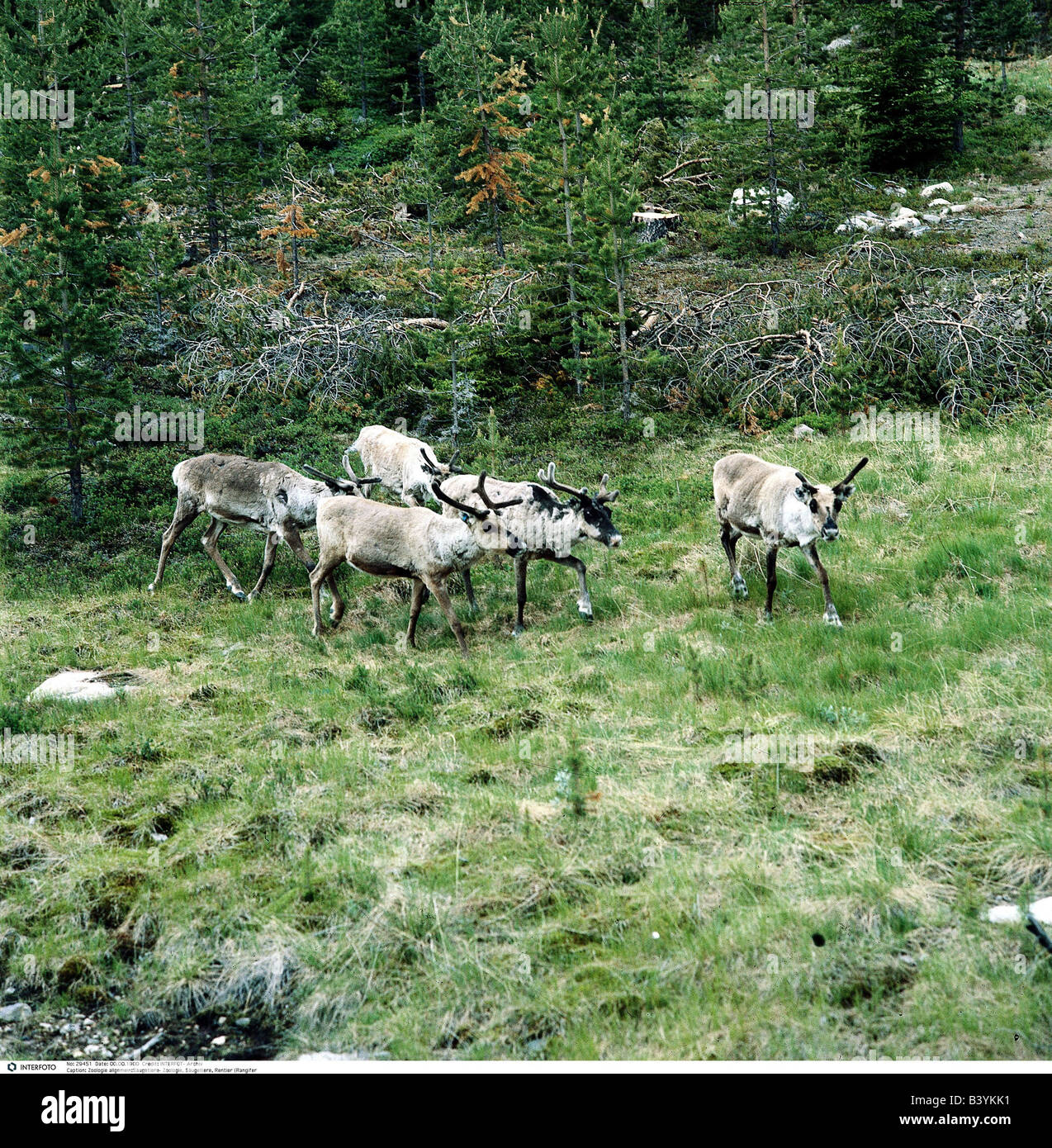 zoology / animals, mammal / mammalian, reindeer, (Rangifer tarandus ...