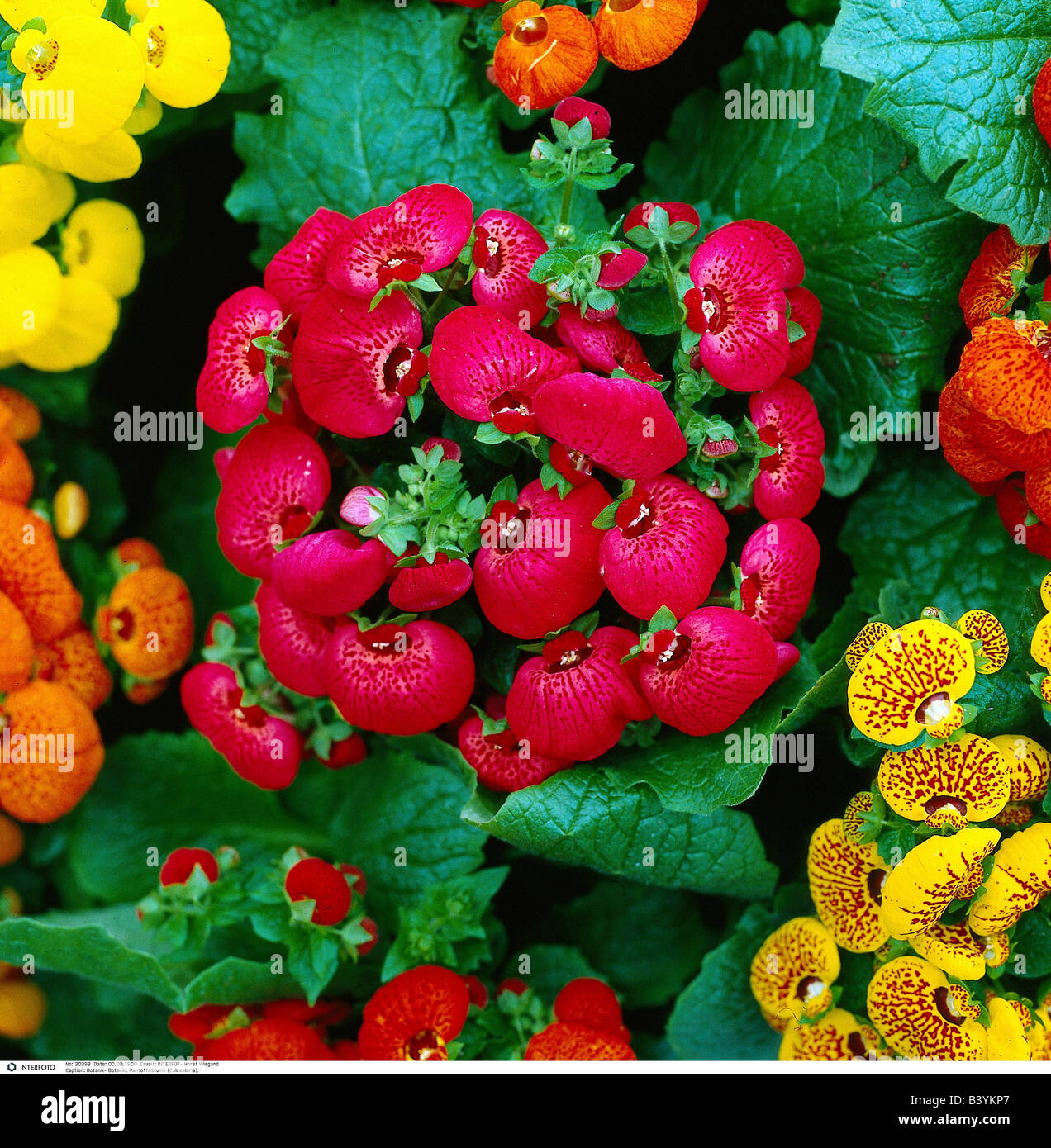 Scorphulariaceae hi-res stock photography and images - Alamy