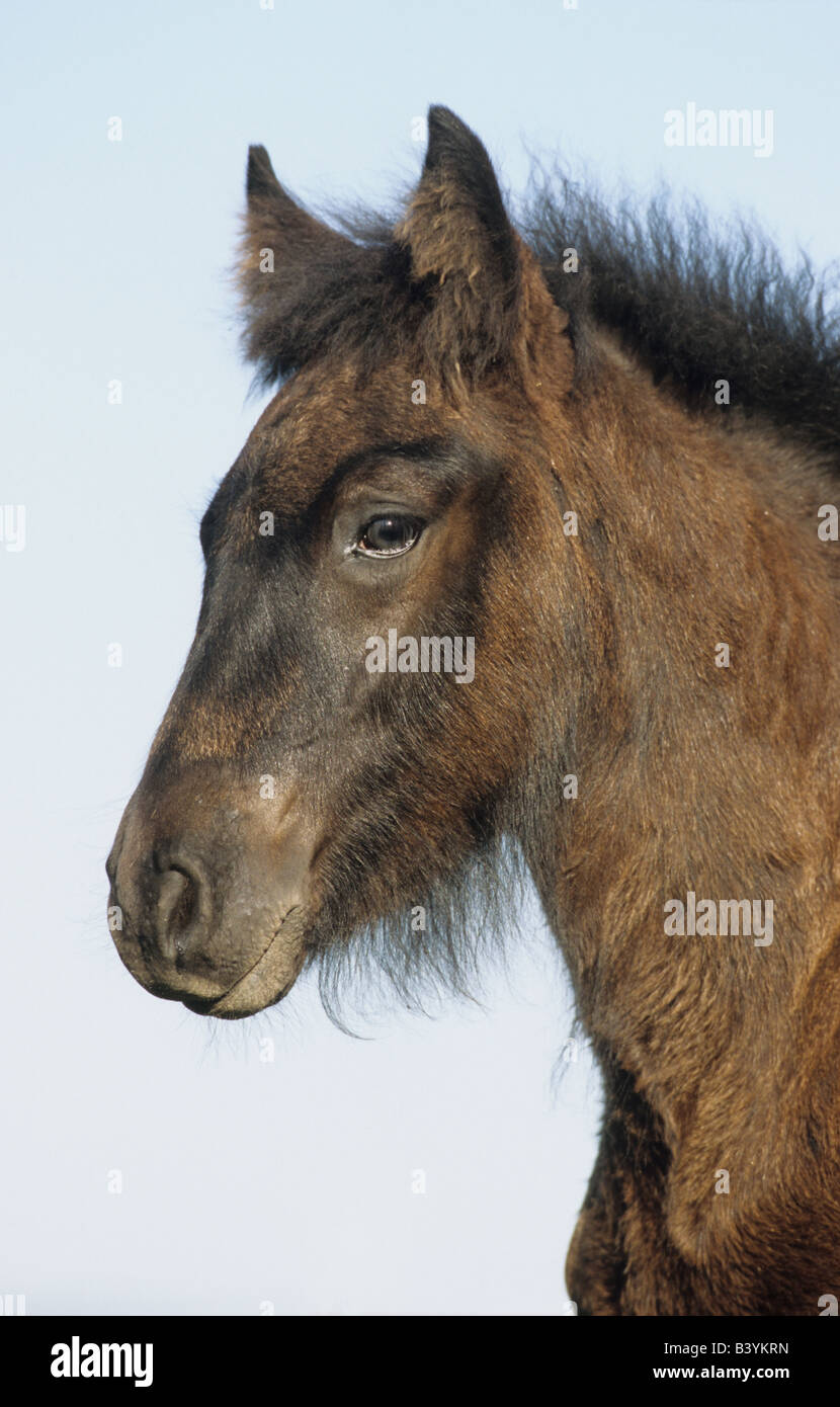 Fell Pony (Equus caballus), portrait of foal Stock Photo - Alamy