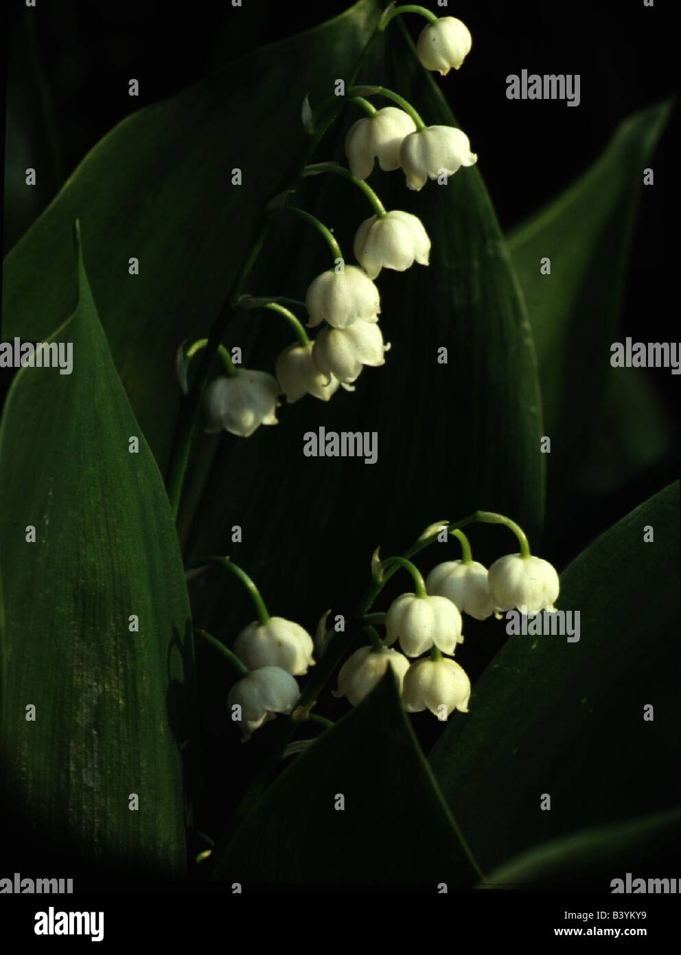 botany, Lily of the Valley, (Convallaria majalis), blossoms and leaves ...