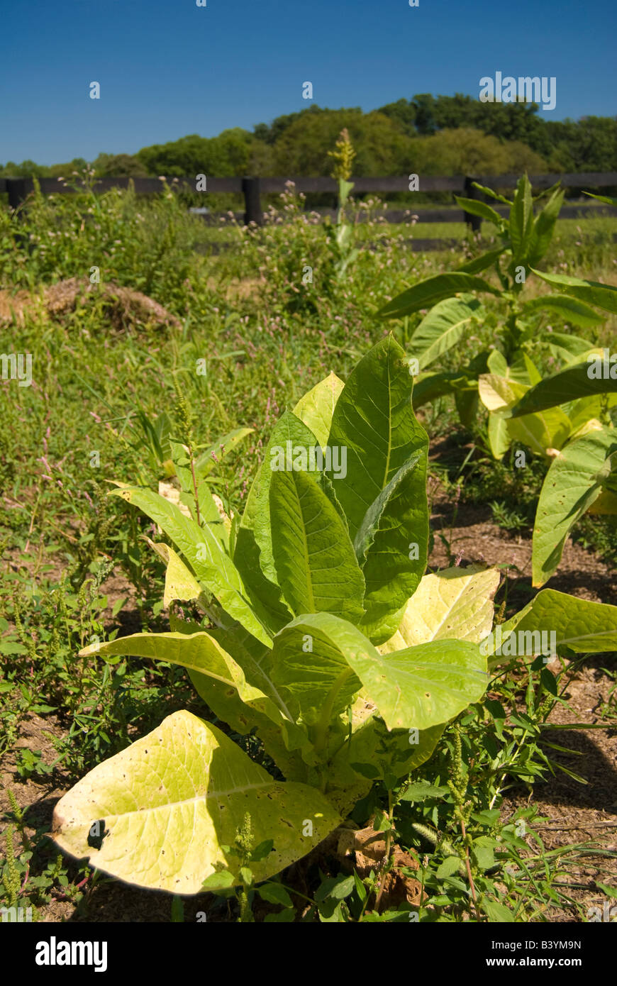 Tobacco crop hi-res stock photography and images - Alamy