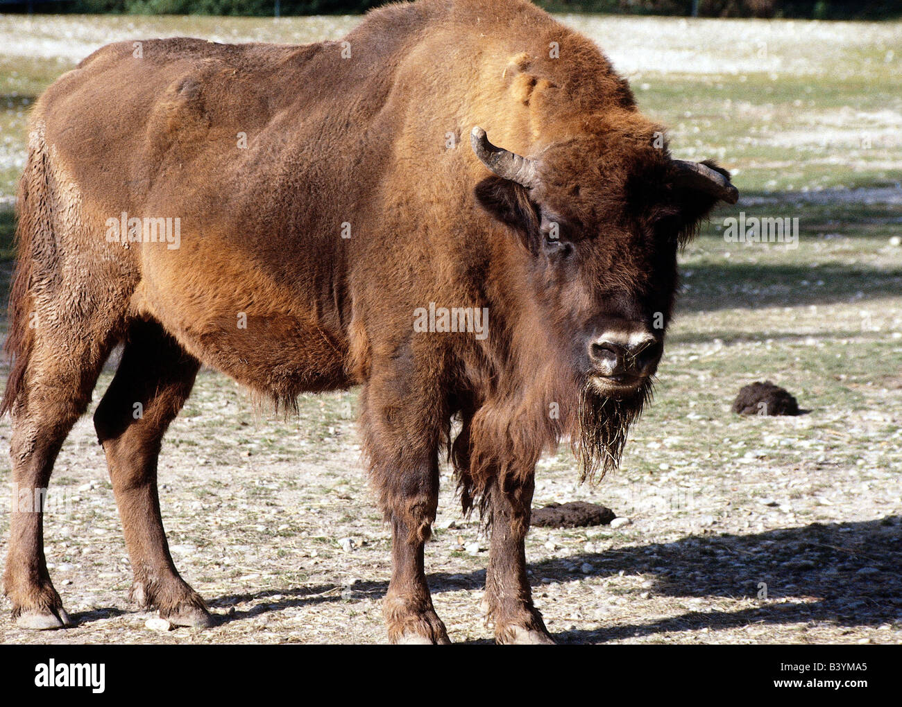 zoology / animals, mammal / mammalian, bisons, (Bison bison), zoo ...