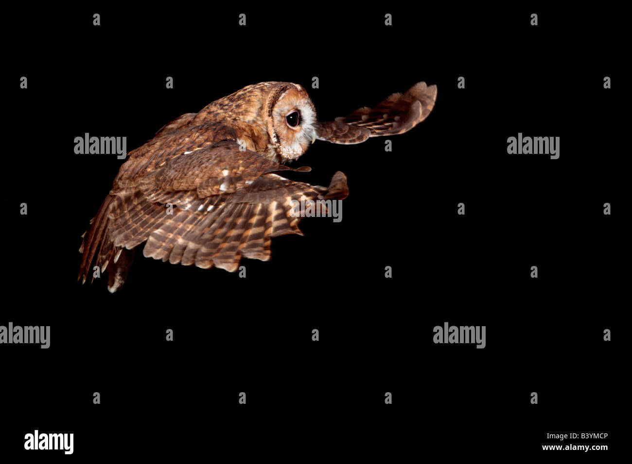 Tawny owl flying hi-res stock photography and images - Alamy