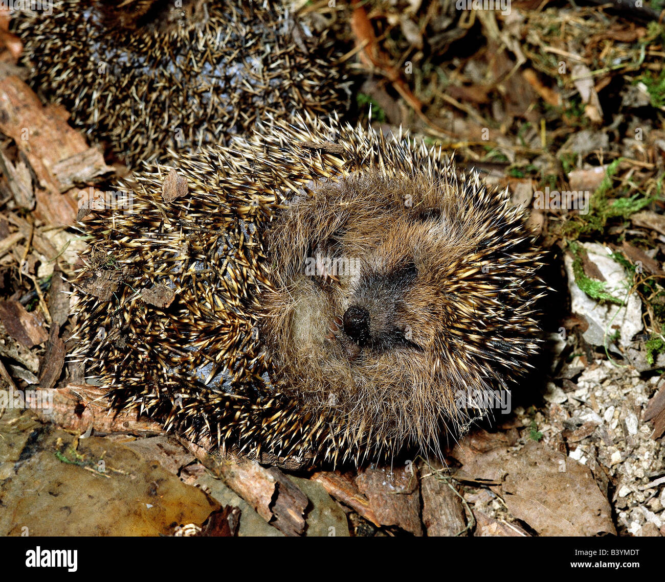 zoology / animals, mammal / mammalian, hedgehog, (Erinaceus europaeus ...