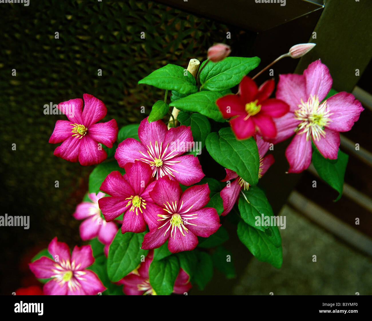 botany, Clematis, (Clematis), Clematis hybride, cultivar, "Kakio ...