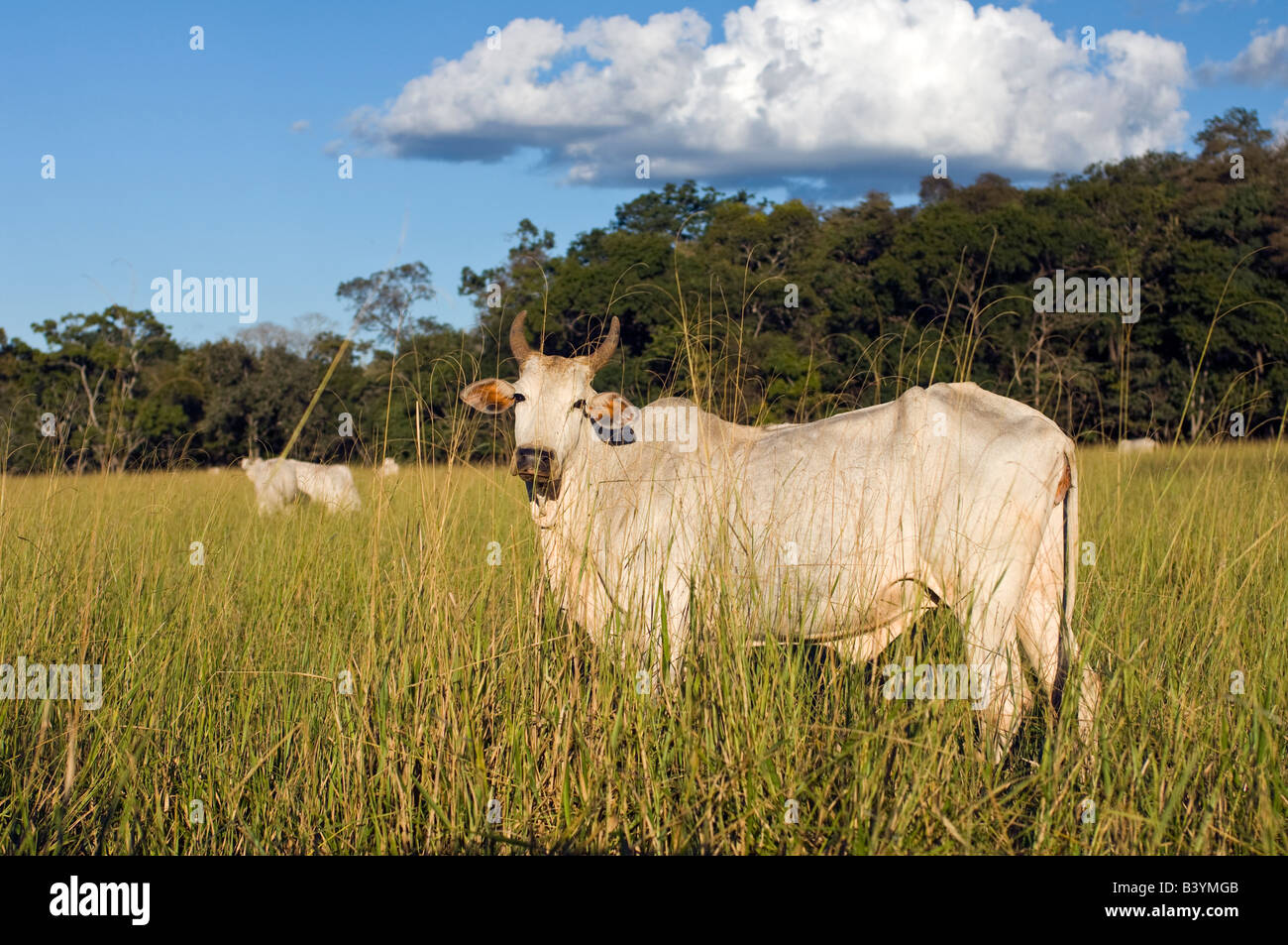 Deforestation Rainforest High Resolution Stock Photography and Images ...