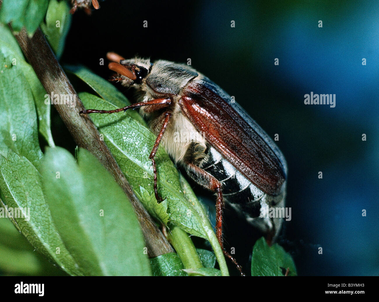 zoology / animals, insect, beetles, cockchafers, Common Cockchafer ...