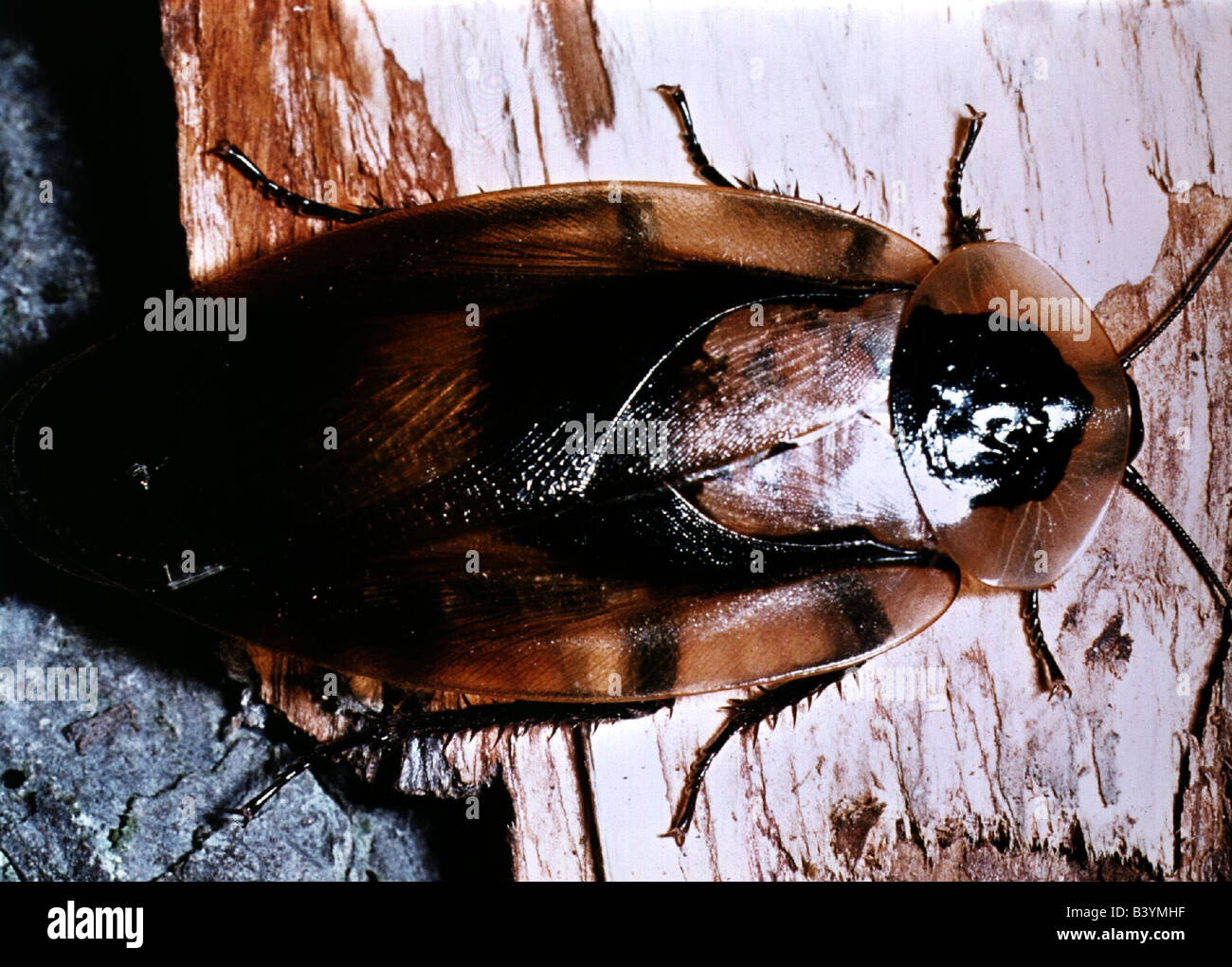 zoology / animals, insects, American cockroach, (Periplaneta americana ...
