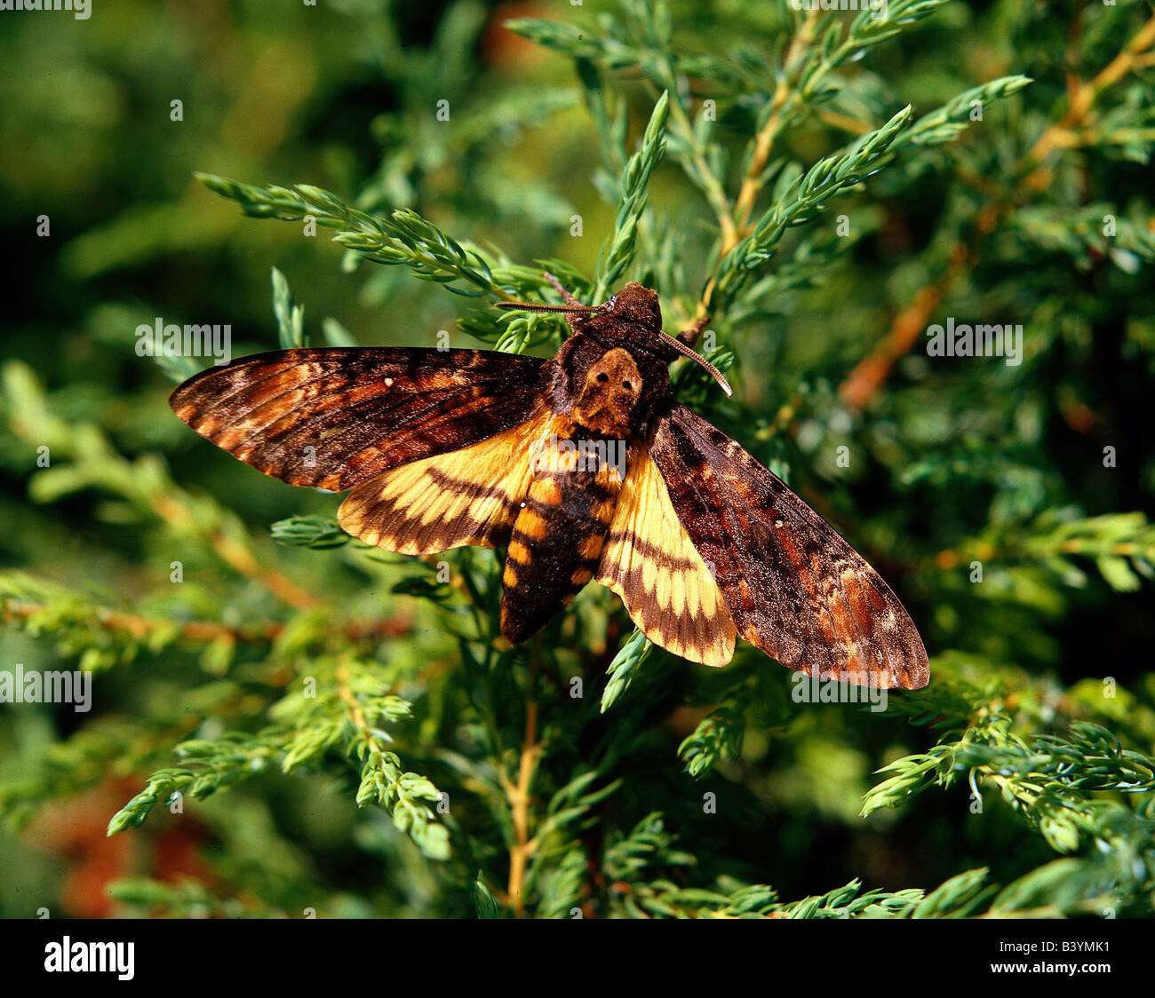 zoology / animals, insect, butterflies, Death's-head Hawkmoth ...