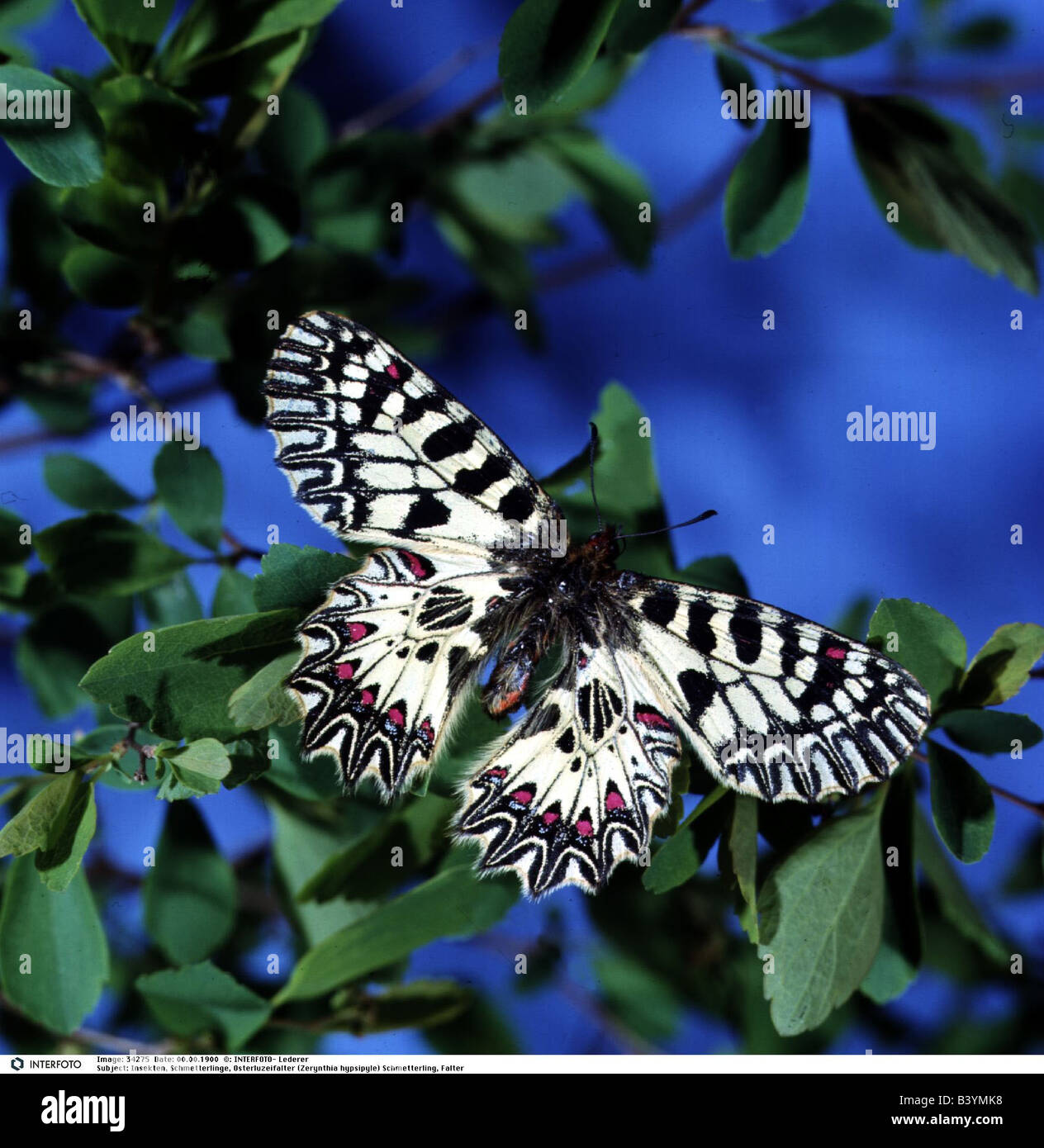 Southern festoon butterflies hi-res stock photography and images - Alamy