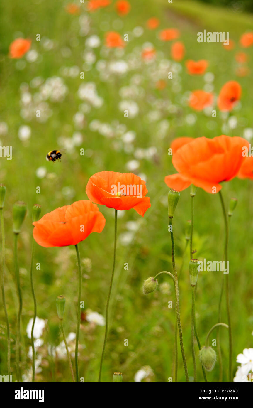 uk scotland wild poppy field Stock Photo - Alamy