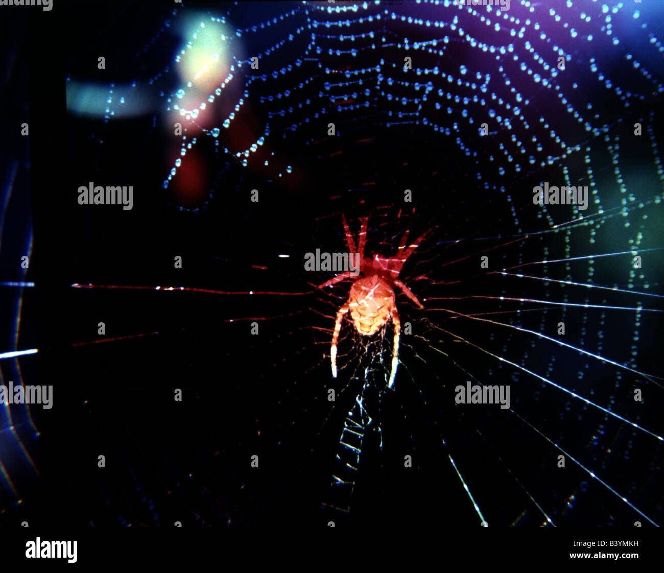 zoology / animals, arachnid, spiders, European garden spider, (Araneus ...