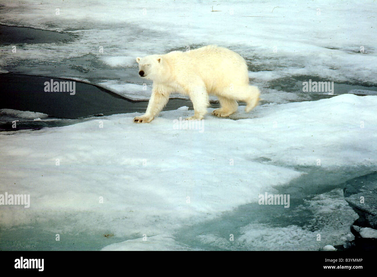zoology / animals, mammal / mammalian, bears, Polar Bear, (Ursus ...