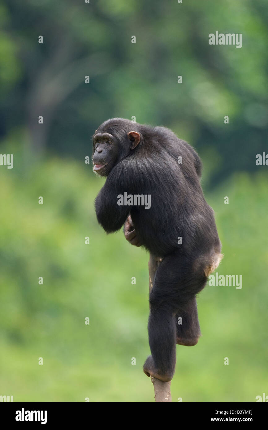 Chimpanzee Pan troglodytes primate Ngamba Island Lake Victoria Uganda ...