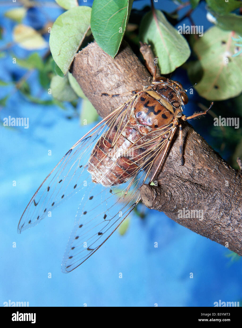 zoology / animals, insects, Cicada, Giant Cicada, (Pomponia imperatoria ...