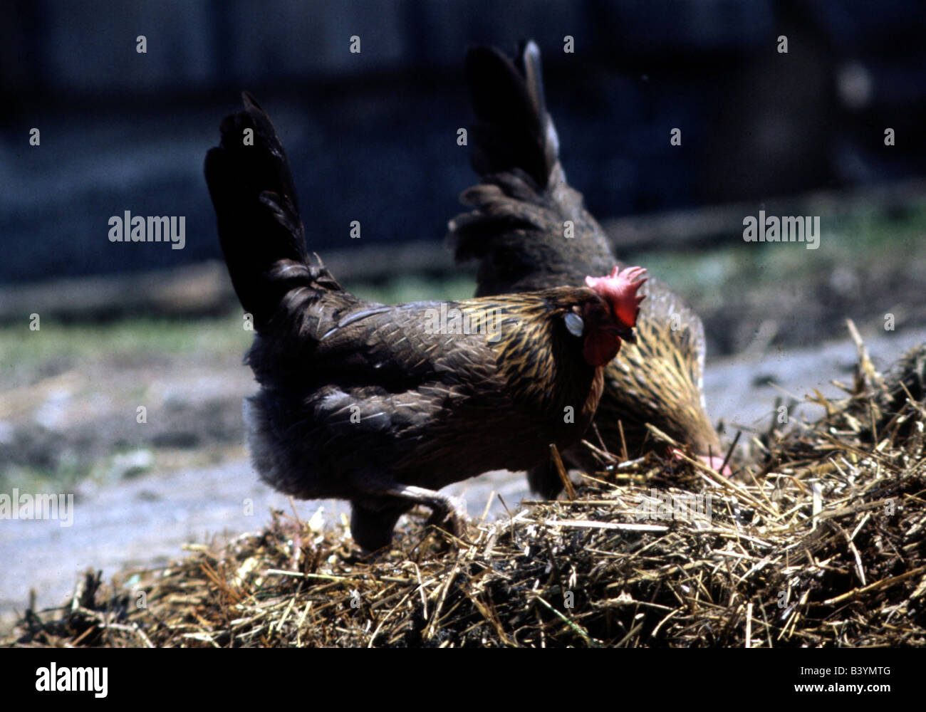 zoology / animals, avian / birds, chicken, (Gallus gallus domesticus ...