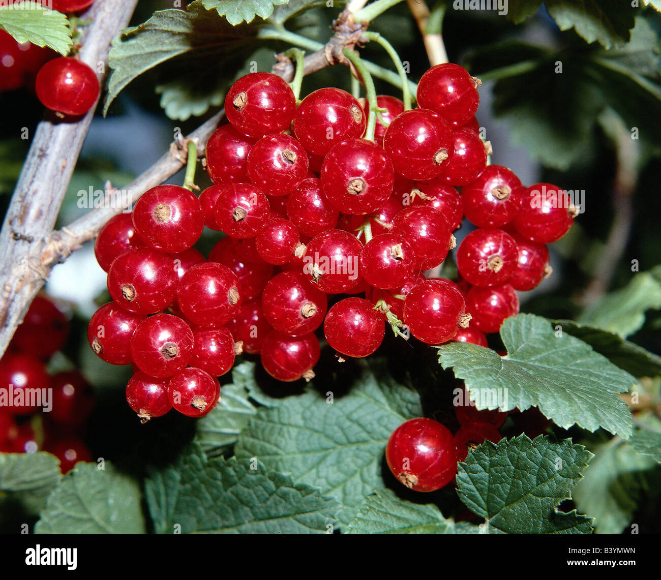 botany, currant, (Ribes), red currant, (Ribes spicatum), fruits, berry ...