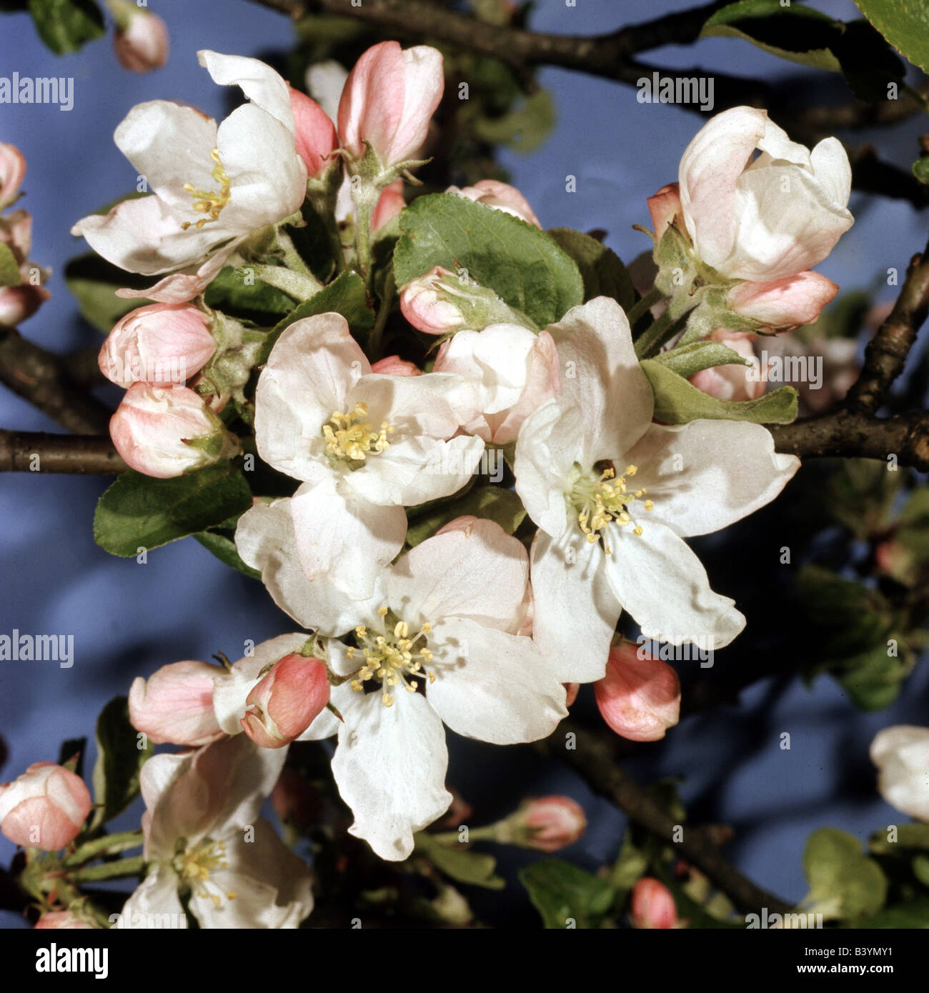 Botany paradise apple malus communis hi-res stock photography and ...