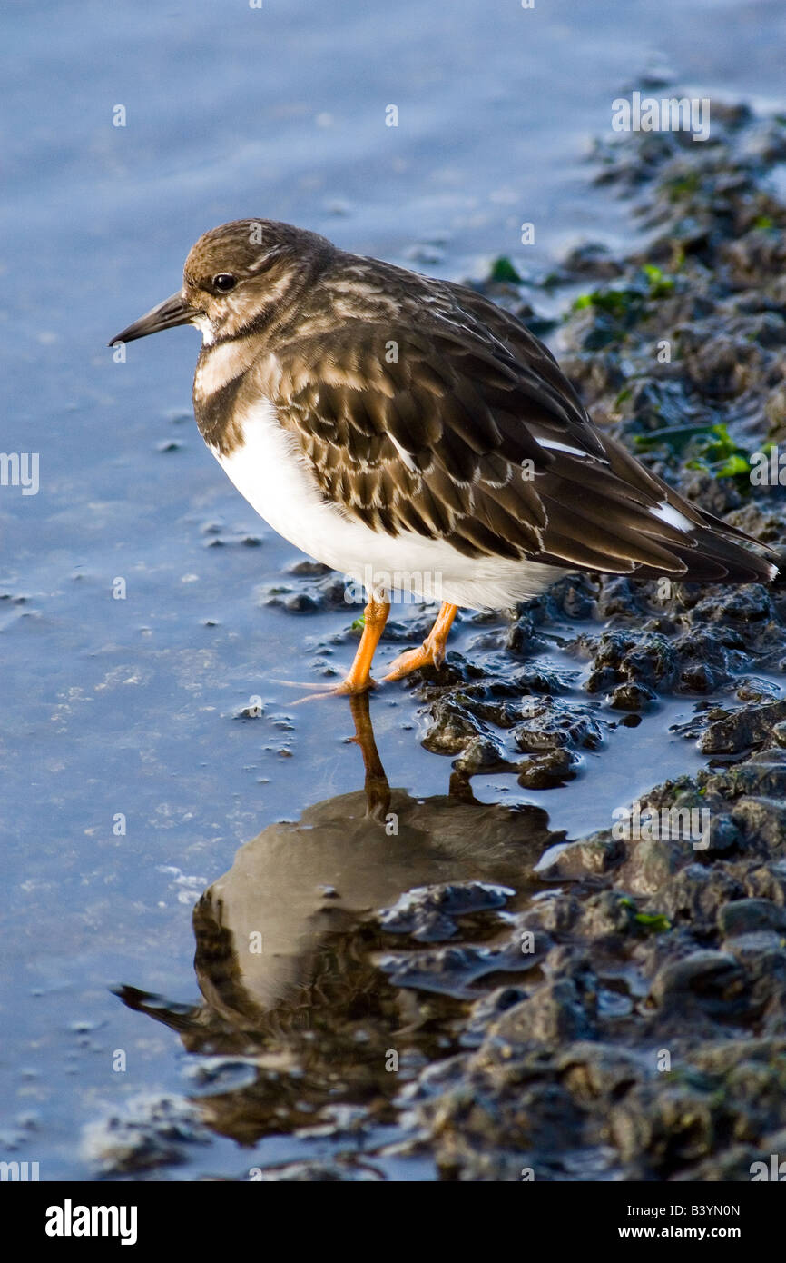 Ruddy turnstone steenloper interpres hi-res stock photography and ...