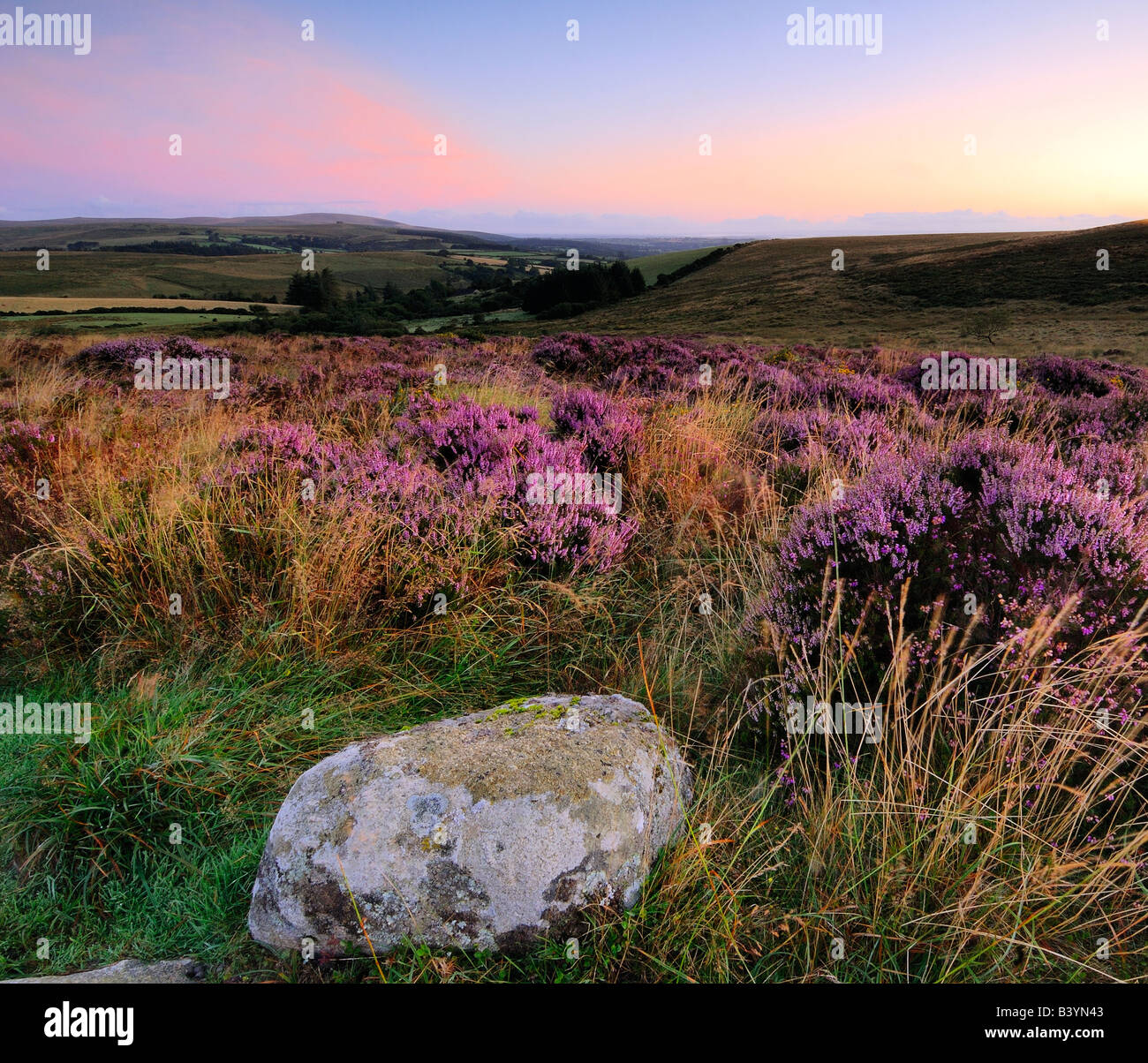 Undulating flower petals hi-res stock photography and images - Alamy