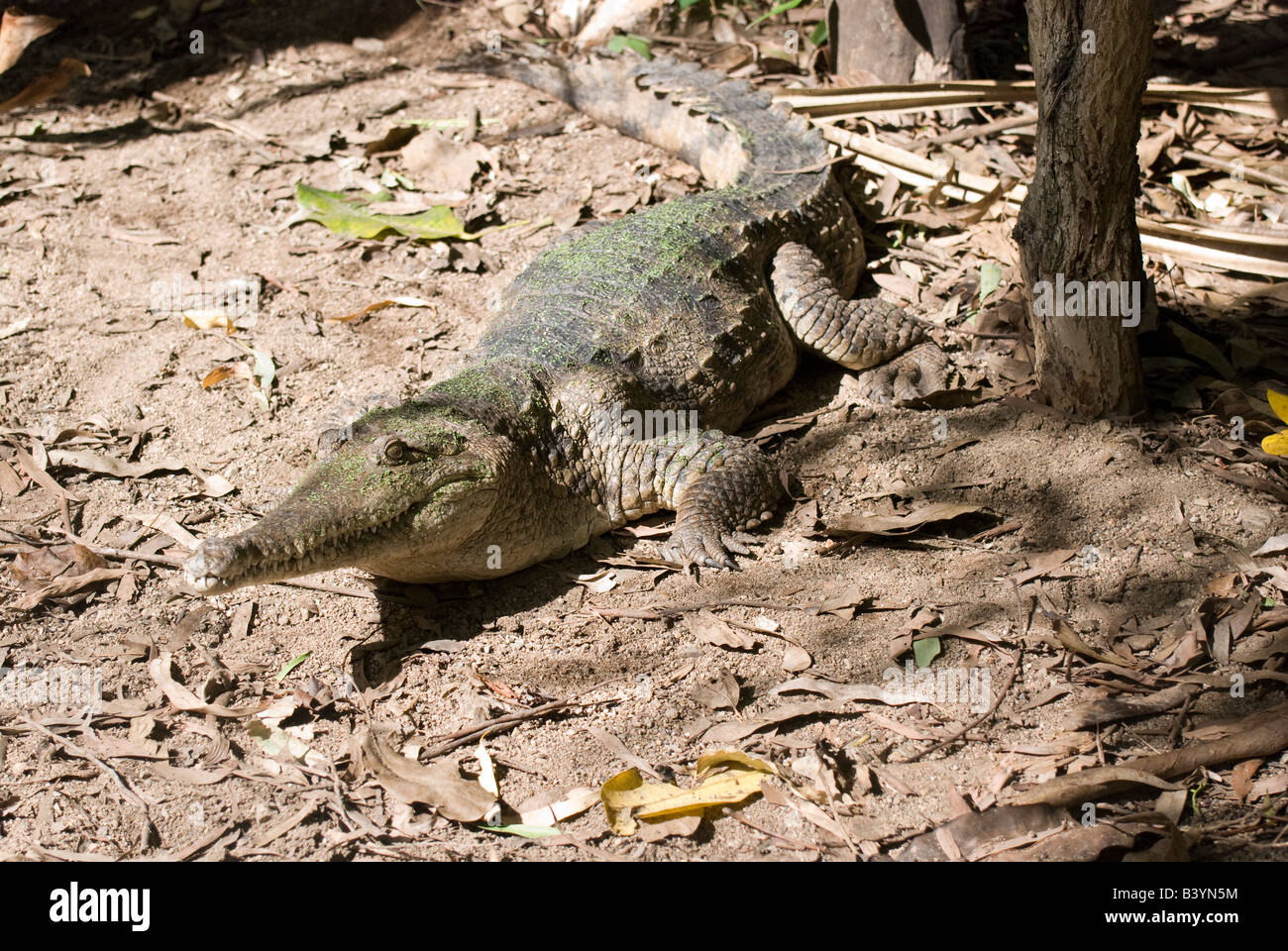 Freshwater crocodile queensland hi-res stock photography and images - Alamy