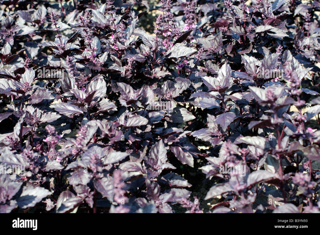 Osmin basil hi-res stock photography and images - Alamy